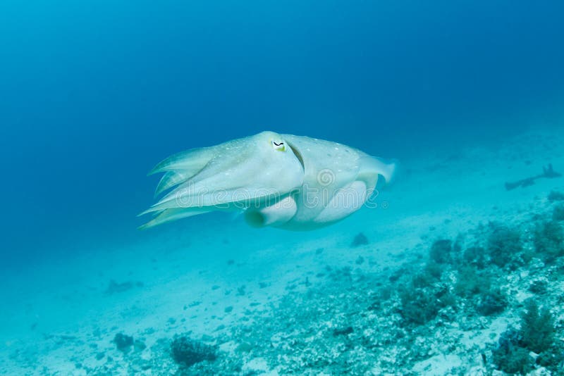 Sepia or cuttlefish stock image. Image of ocean, water - 21983031