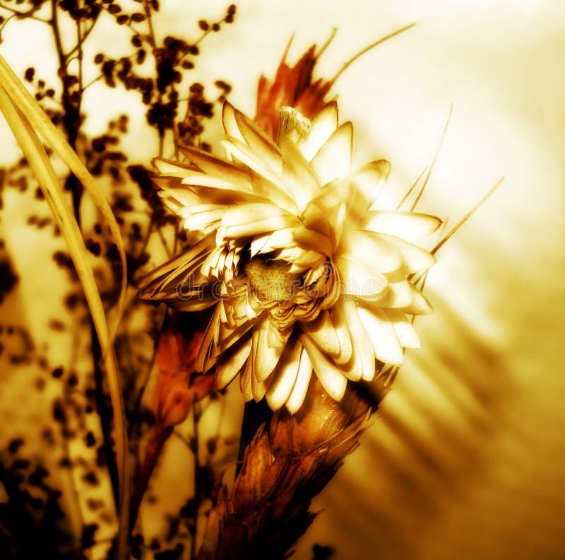 Sepia Flower stock photo. Image of sepia, floral, color - 3519186