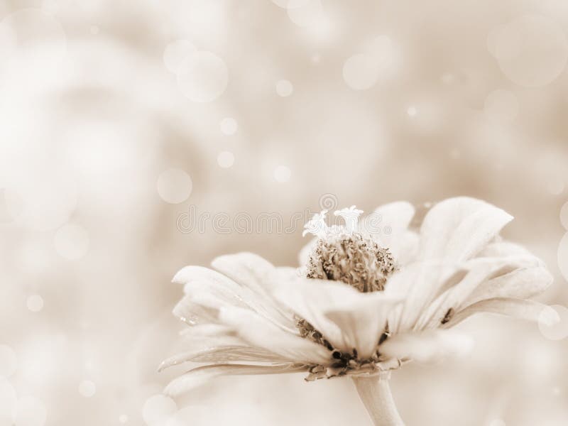 Sepia flower background stock photo. Image of fragile - 52699242