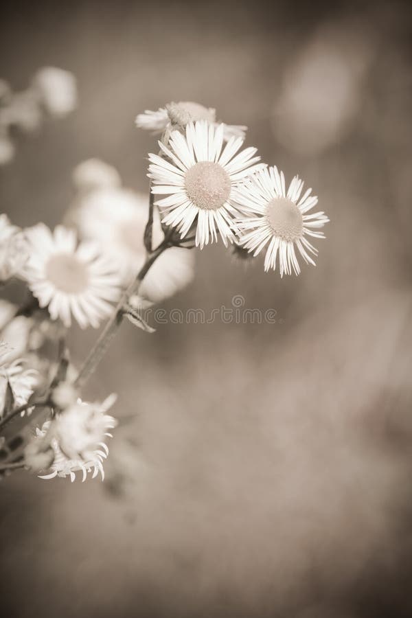 Sepia flowers stock photo. Image of white, agriculture - 10511222
