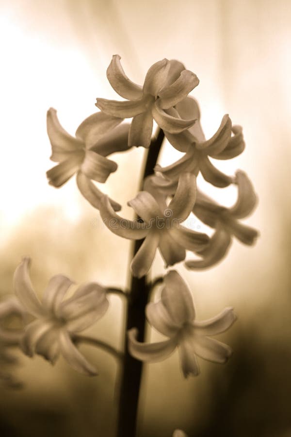 Sepia flowers stock photo. Image of sepia, flowers, spring - 97491938