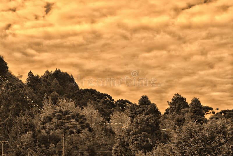 Sepia forest stock photo. Image of forest, mountain - 137179462