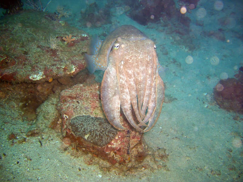 Sepia in the Filipino Sea 30.12.2011 Stock Image - Image of biology ...