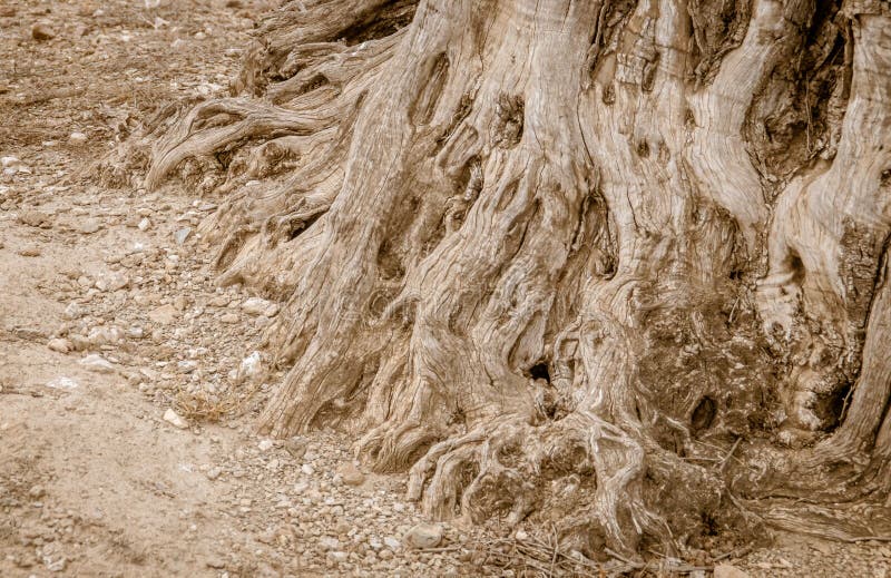 Close Up of the Roots of an Old Olive Tree in Spain. Stock Image ...