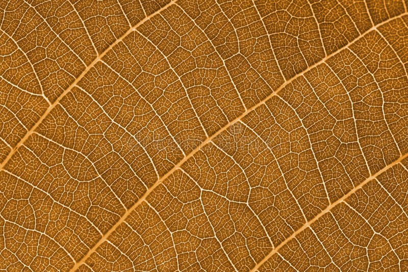 Sepia Leaves stock image. Image of macro, leaf, textured - 10451881