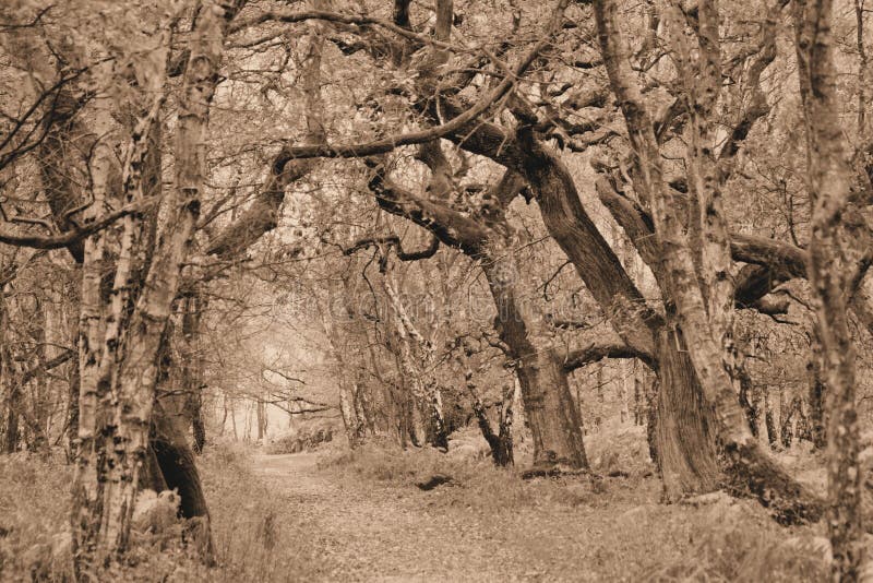 Sepia Natural Path Way in Forest Stock Photo - Image of special ...