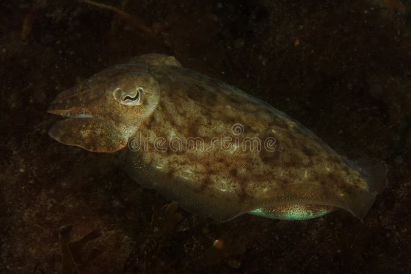 Sepia Officinalis - Cuttle Fish Stock Image - Image of bretagne, life ...