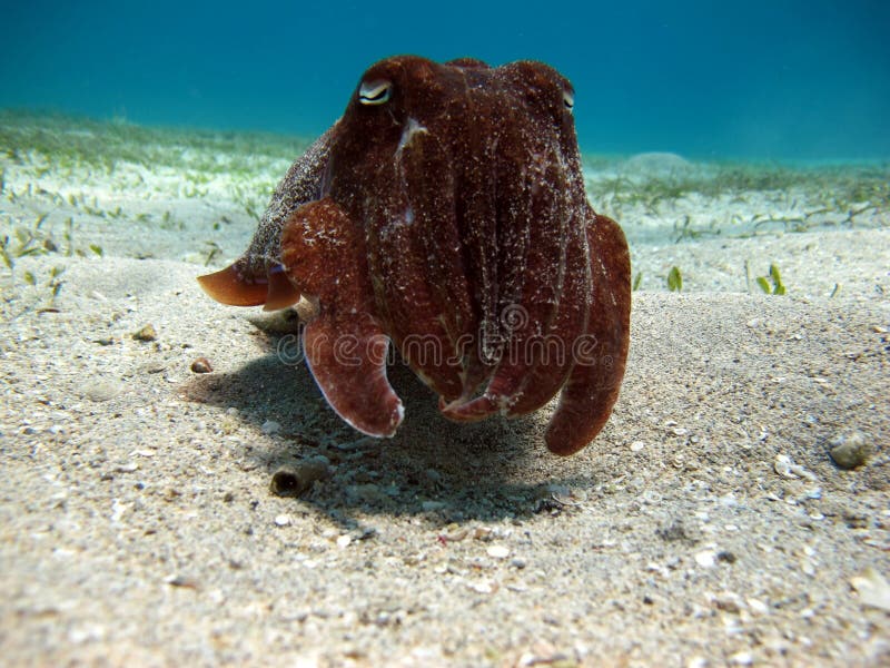 Sepia Pharaonis. Mollusks, Type of Mollusk. Head-footed Mollusks Stock ...