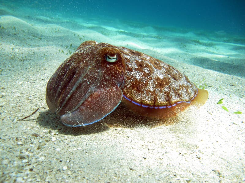 Sepia Pharaonis. Mollusks, Type of Mollusk. Head-footed Mollusks Stock ...