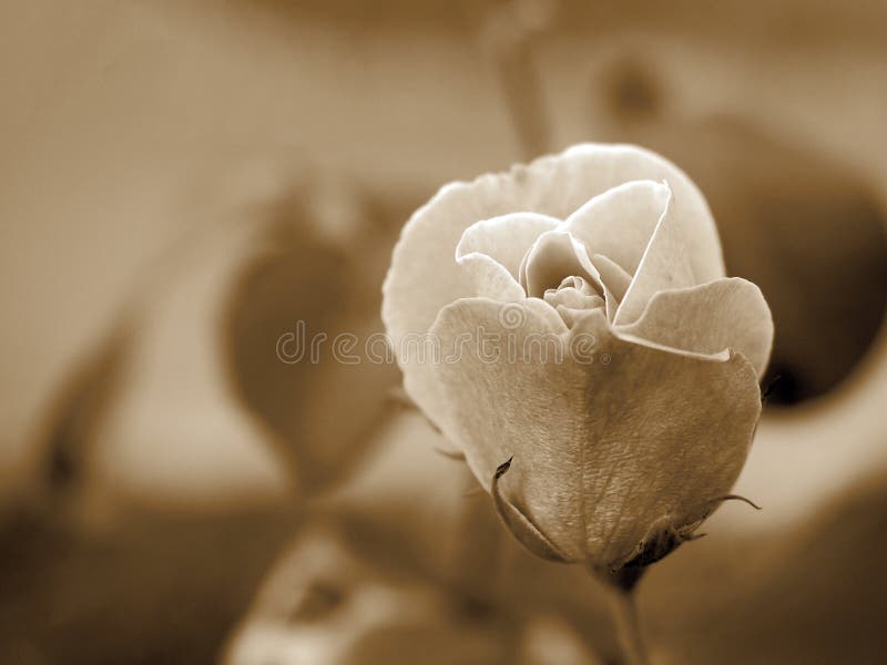 Sepia Rose stock image. Image of floral, nature, celebration - 830681
