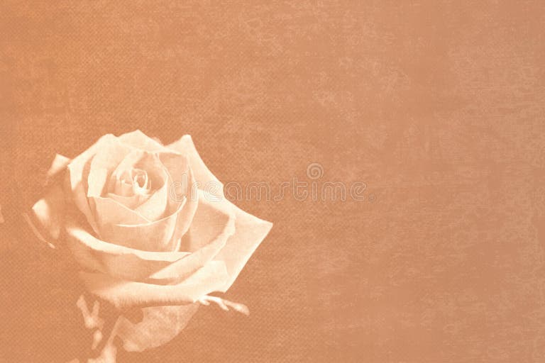 Sepia rose stationery stock photo. Image of textured, papers - 1037796