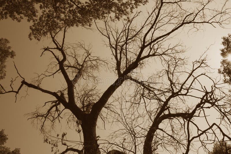Spooky Dead Tree on Sunny Afternoon Stock Image - Image of afternoon ...