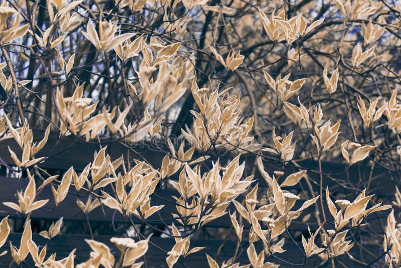 Sepia Spring Foliage Background Stock Image - Image of environment ...