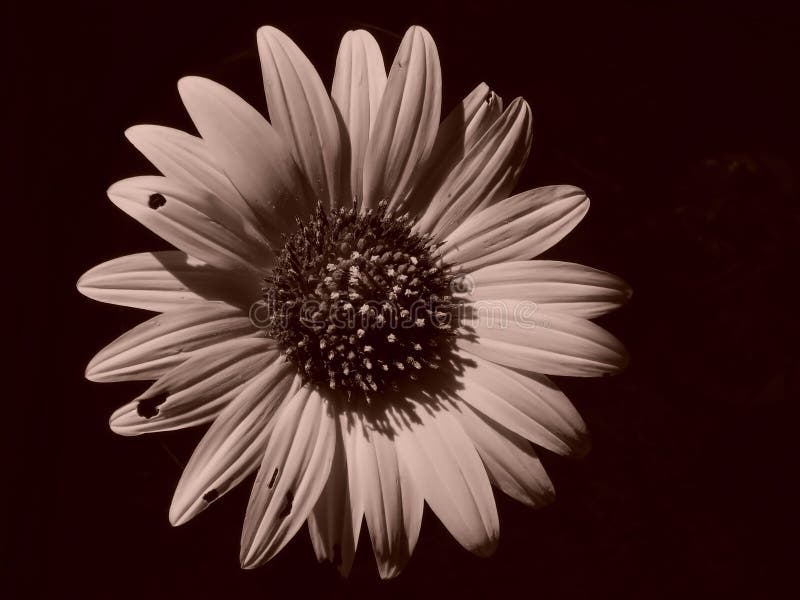 Sepia Sunflower stock image. Image of petals, daisy, floral - 26642715