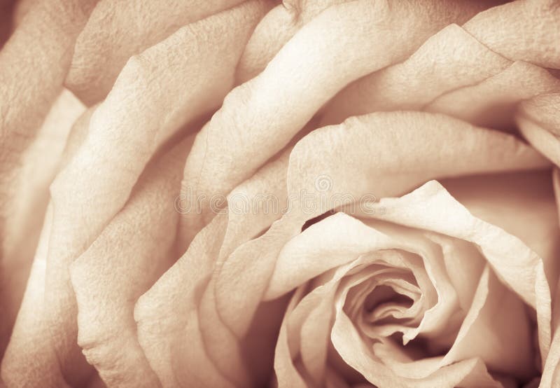 Sepia Tea rose stock image. Image of oldfashioned, bloom - 26185879