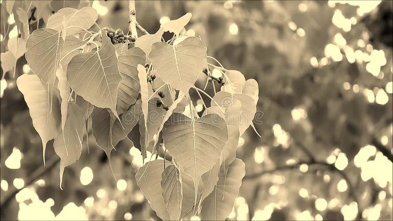 Sepia Toned Bodhi Tree Foliage in the Gentle Wind Stock Video - Video ...