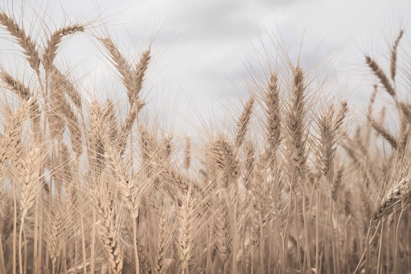 Sepia toned field of wheat stock image. Image of barley - 9415997