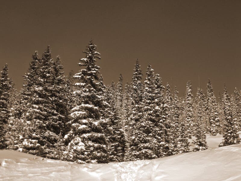 Sepia Toned Snow on Trees stock image. Image of trees - 8022321