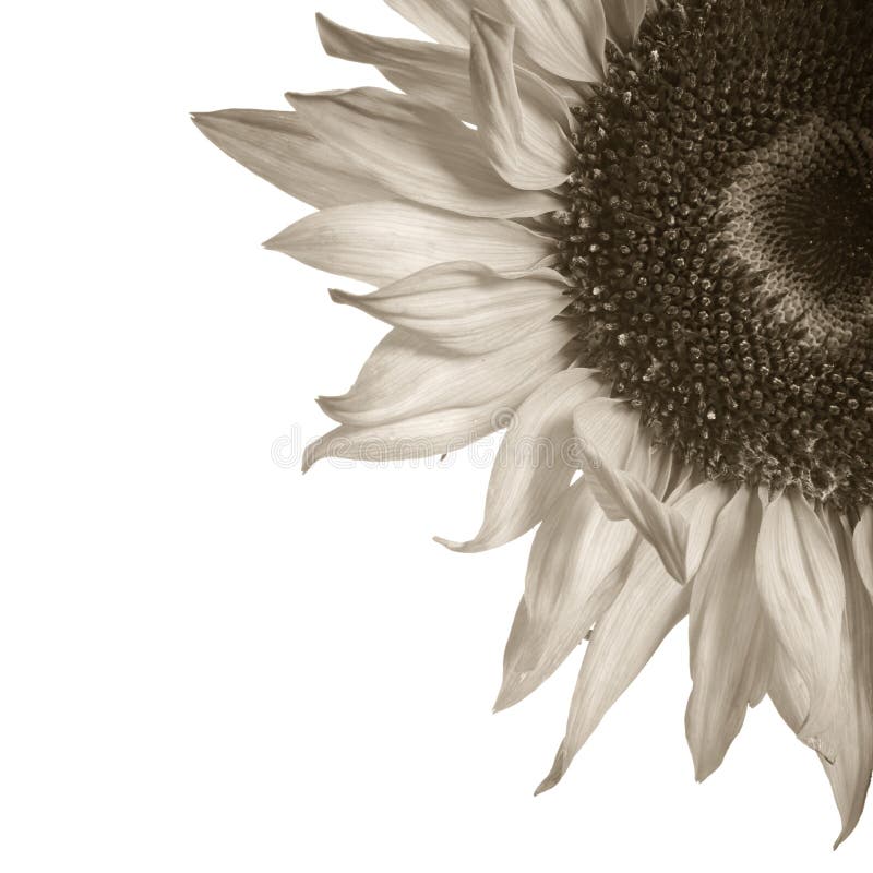 Sepia Toned Sunflower Detail Stock Photo - Image of black, flower: 1077184