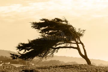 Sepia tree stock photo. Image of lonely, season, tall, sycamore - 497634