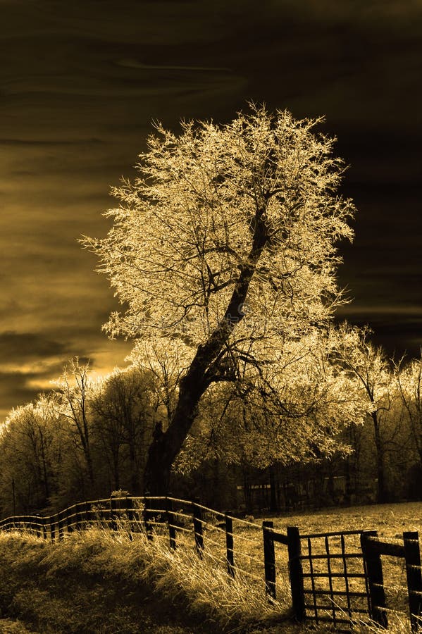 Sepia tree stock photo. Image of lonely, season, tall, sycamore - 497634