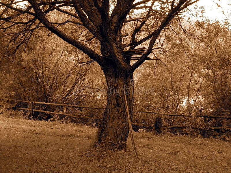 Sepia Tree Picture. Image: 5491655
