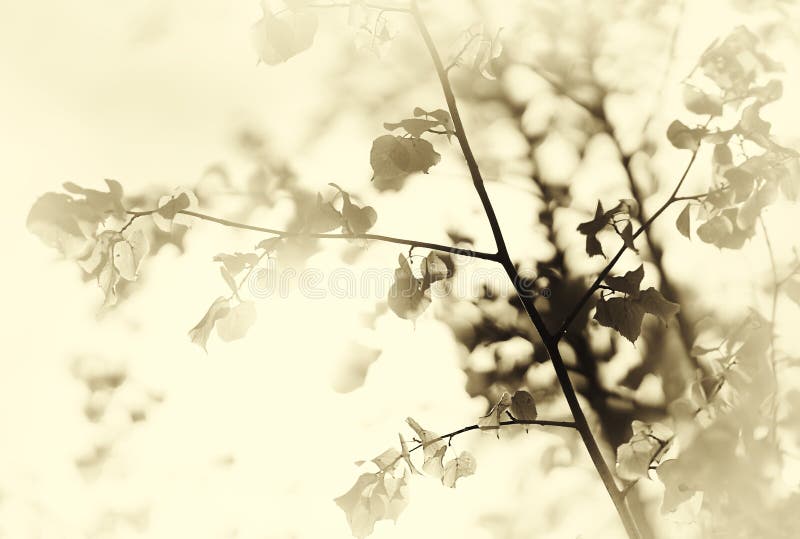 Sepia Tree Branches in Sunlight Background Stock Image - Image of ...