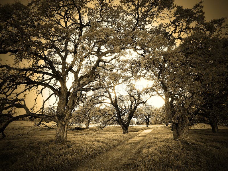 Sepia Trees stock image. Image of rural, black, perspective - 78031177