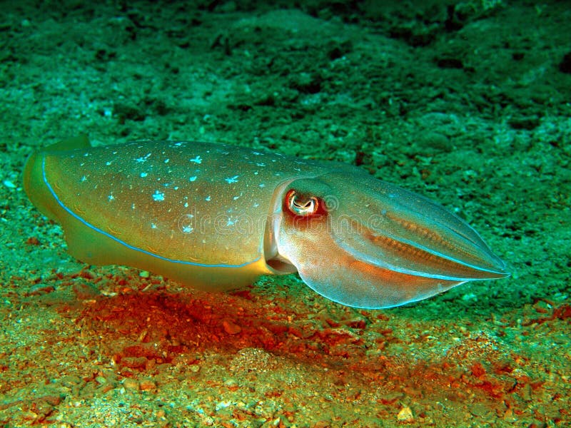 Sepia tries to camouflage stock image. Image of animals - 19530057