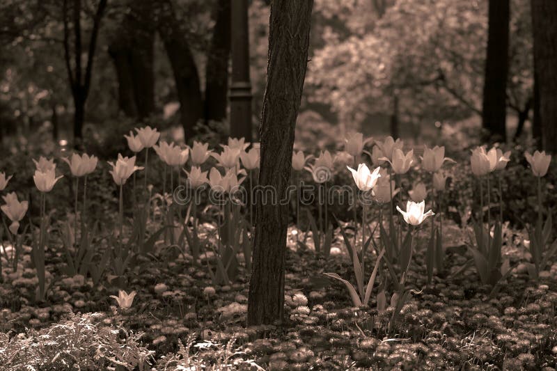 Sepia tulip field stock photo. Image of textures, background - 206407938