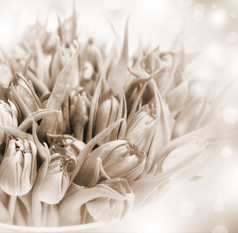 Sepia tulips flowers stock photo. Image of beauty, present - 53677044