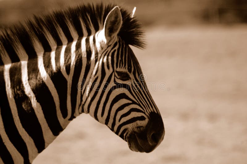 Zebra stock image. Image of elegant, burchellii, bontsebra - 1646421