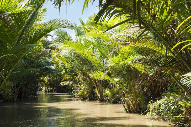 Side Arm with Sago Palms on Sepik River, Papua New Guinea, Stock Image ...