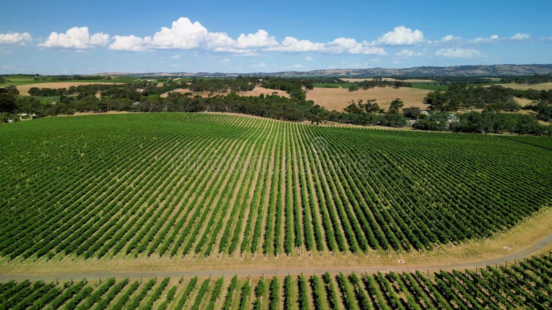 Seppeltsfield Road Lined with Palm Stock Footage - Video of chardonnay ...