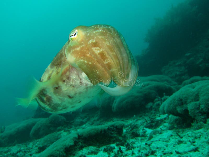 Seppia Che Si Libra Sopra L'erba Del Mare Con Il Chiaro Mare Blu Nei ...