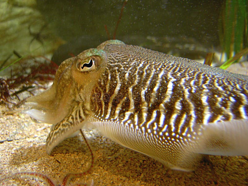 Seppia fotografia stock. Immagine di nave, animali, subacqueo - 13332