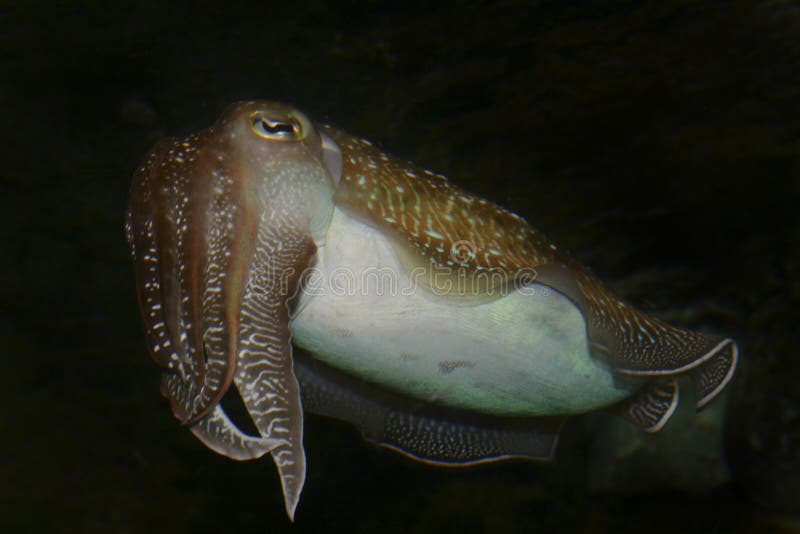 Nuoto Della Seppia Nell'oceano Immagine Stock - Immagine di pesci ...