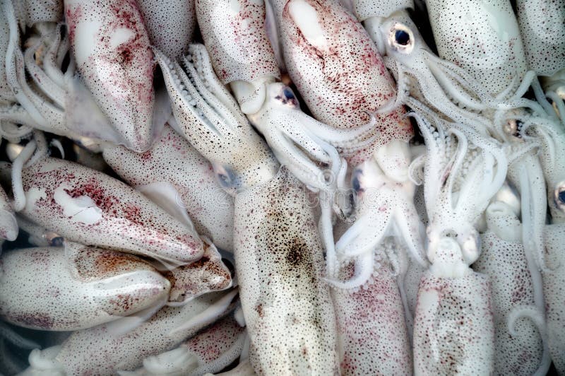 Seppie fresche fotografia stock. Immagine di mercato - 13434044
