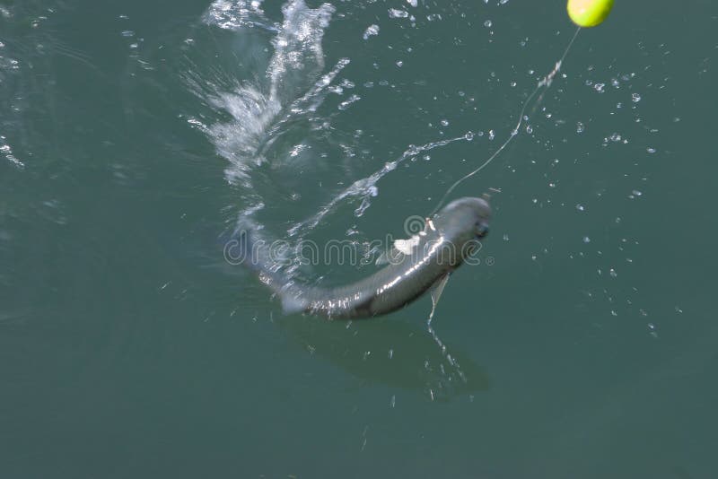 Fishing. Back View of Girl in Swimsuit with Tackles at Lake Stock Photo ...