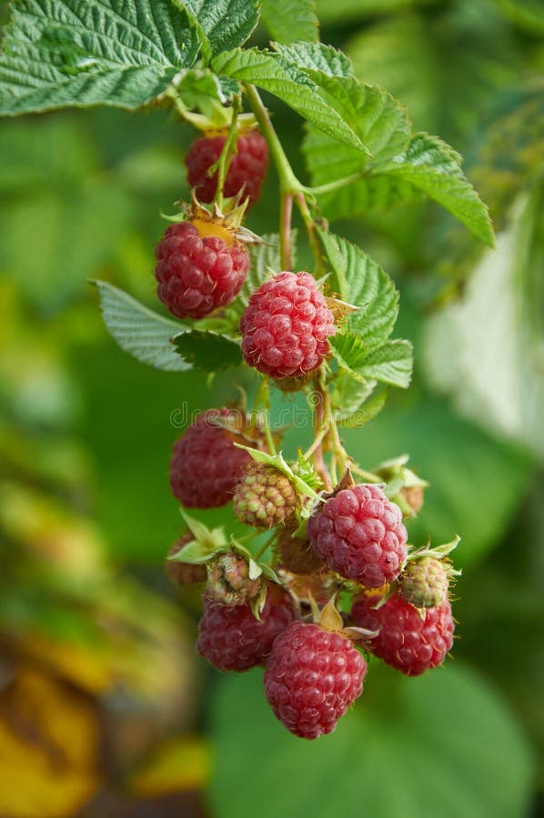 September Branch of Raspberry Stock Image - Image of food, closeup ...