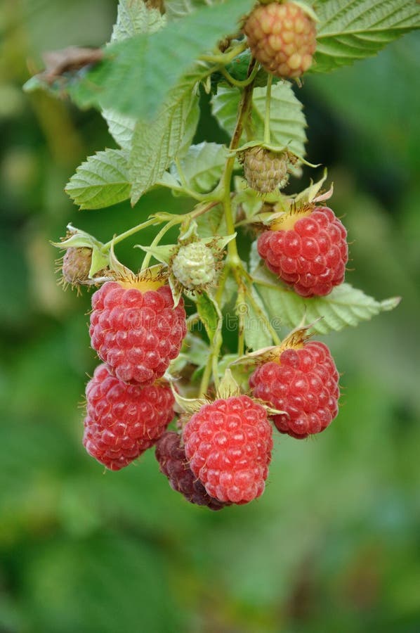 September Branch of Raspberry Stock Image - Image of plant, raspberries ...