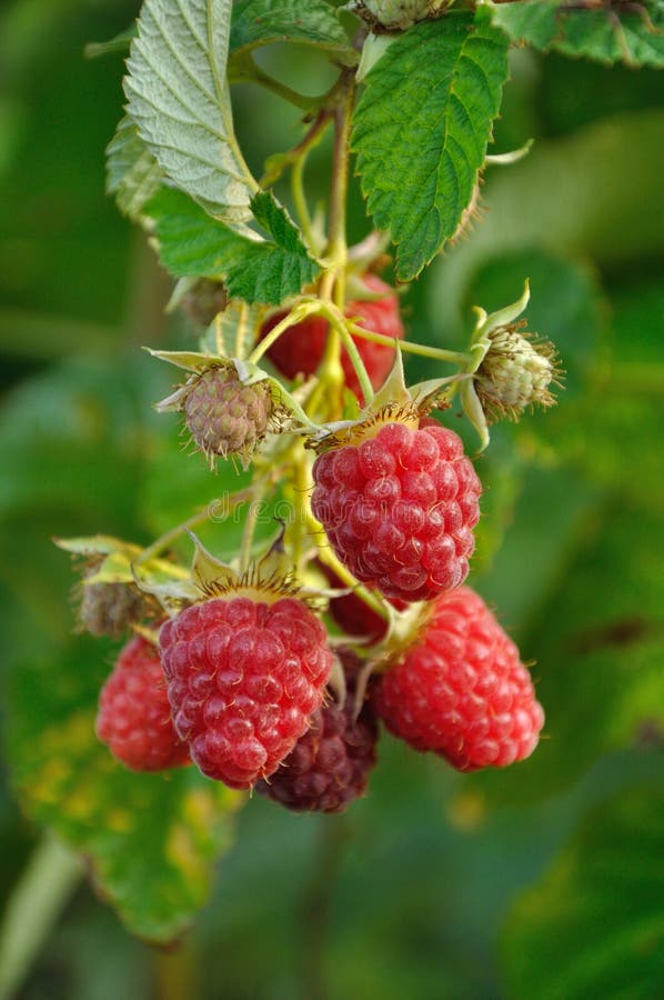 September Branch of Raspberry Stock Photo - Image of healthy, season ...