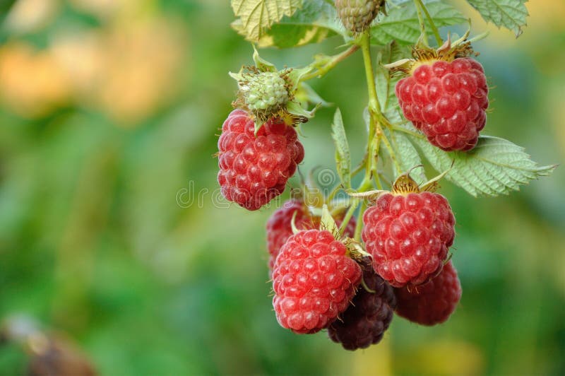 September Branch of Raspberry Stock Image - Image of twig, bright: 85552549