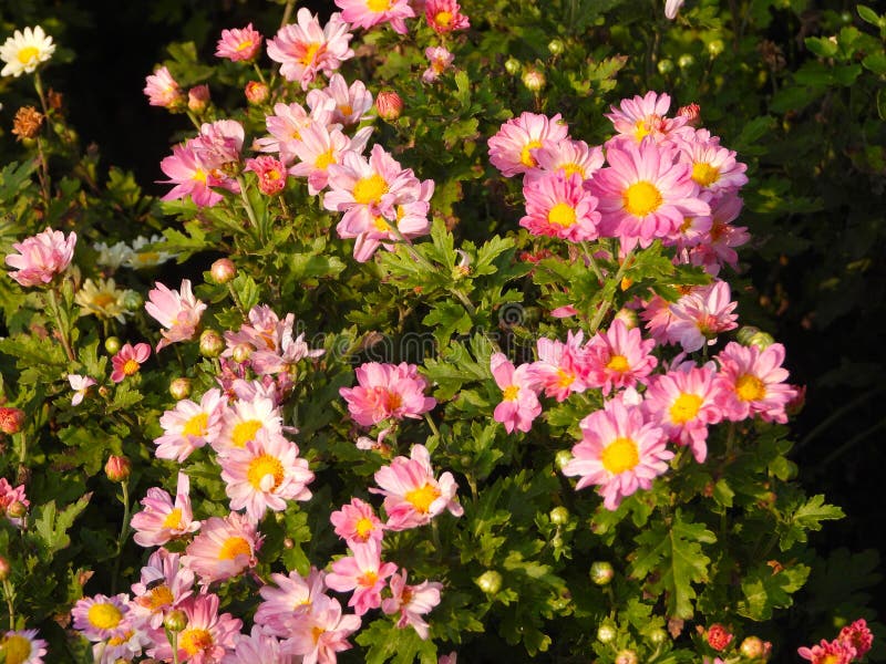 The Blooming Chrysanthemums Stock Image - Image of flower ...