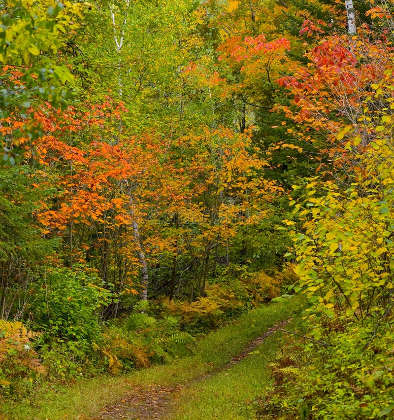 September Colors stock photo. Image of forest, wood, nature - 6605954