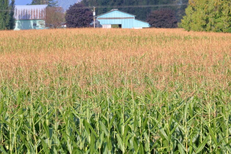September Corn Field stock image. Image of farm, vegetable - 126098845