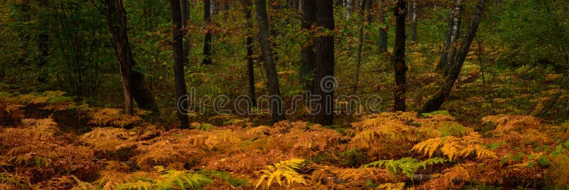 September Dense Deciduous Forest with Lush Orange and Yellow Ferns ...