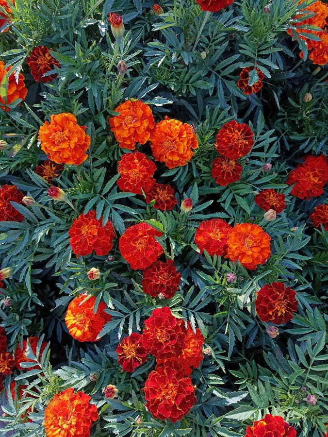 September flowers stock image. Image of blue, autumnal - 256045031