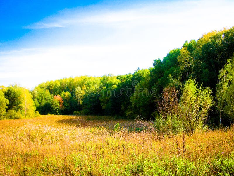 September forest and glade stock photo. Image of deciduous - 132670648