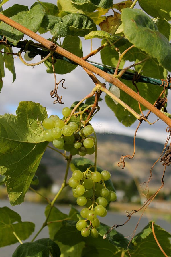 September grapes stock image. Image of wine, fruits, flora - 48871689
